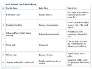 temporal ethmoid maxilla mandible by RMM.ppt
