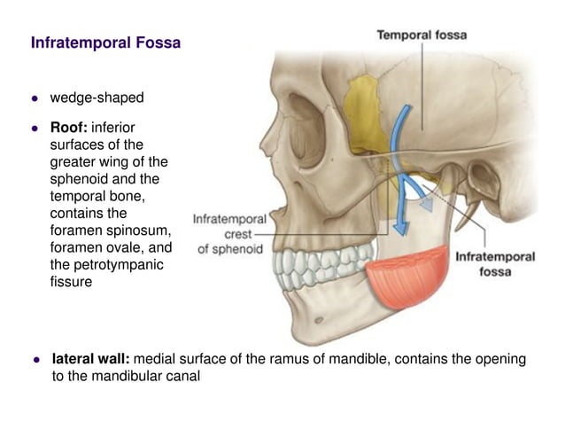 temporal_fossa_1.pdf