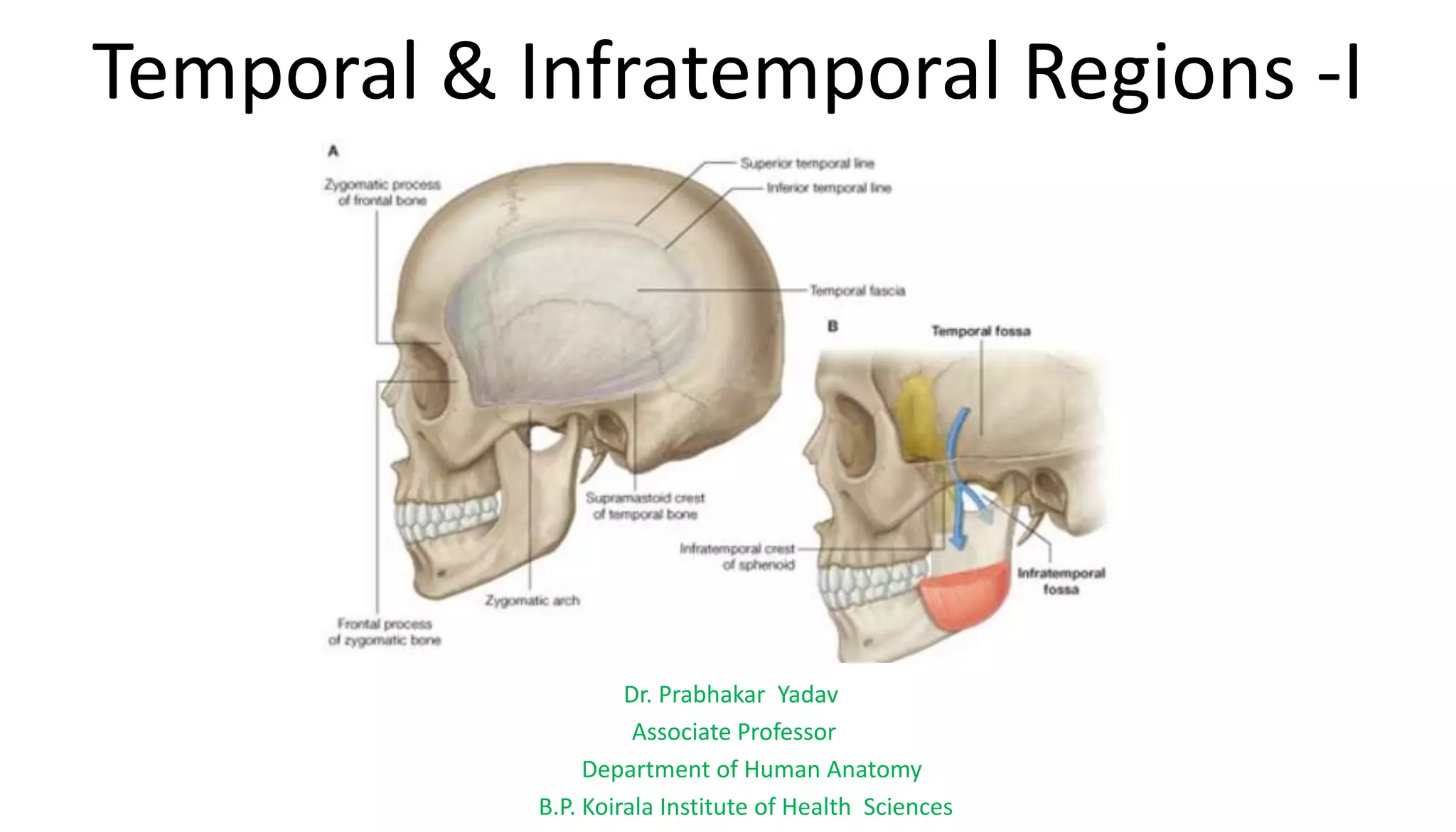 Temporal & Infratemporal Region -I | PPTX