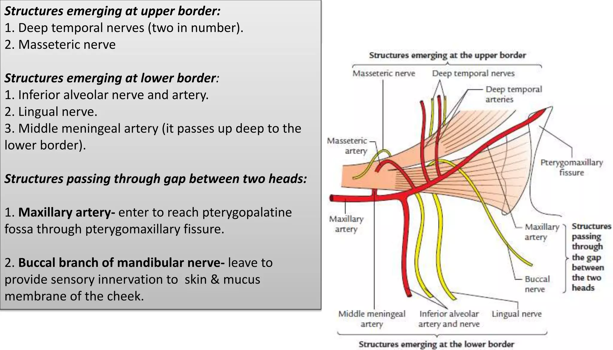 Temporal & Infratemporal Region -I | PPTX