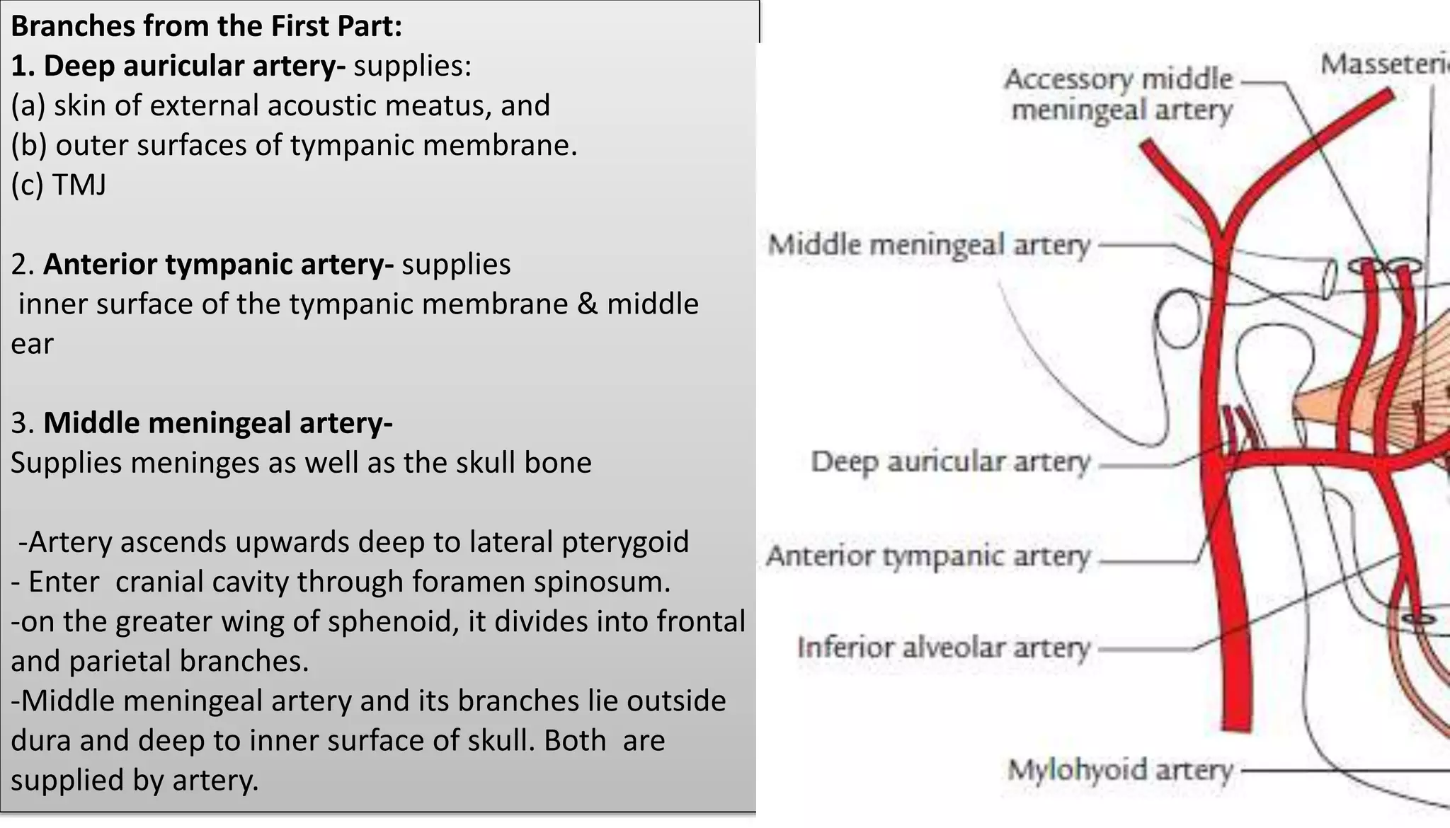 Temporal & Infratemporal Region -I | PPTX