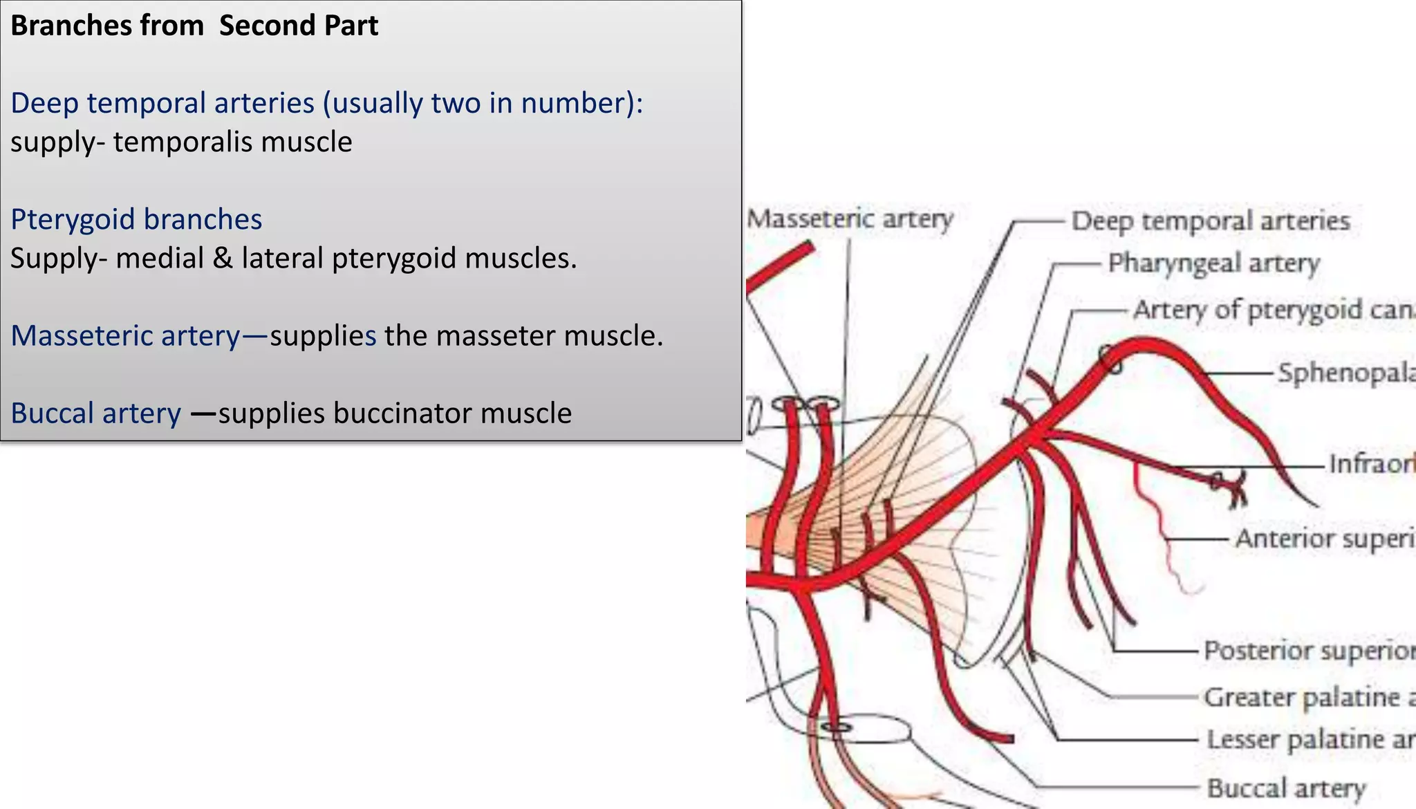 Temporal & Infratemporal Region -I | PPTX