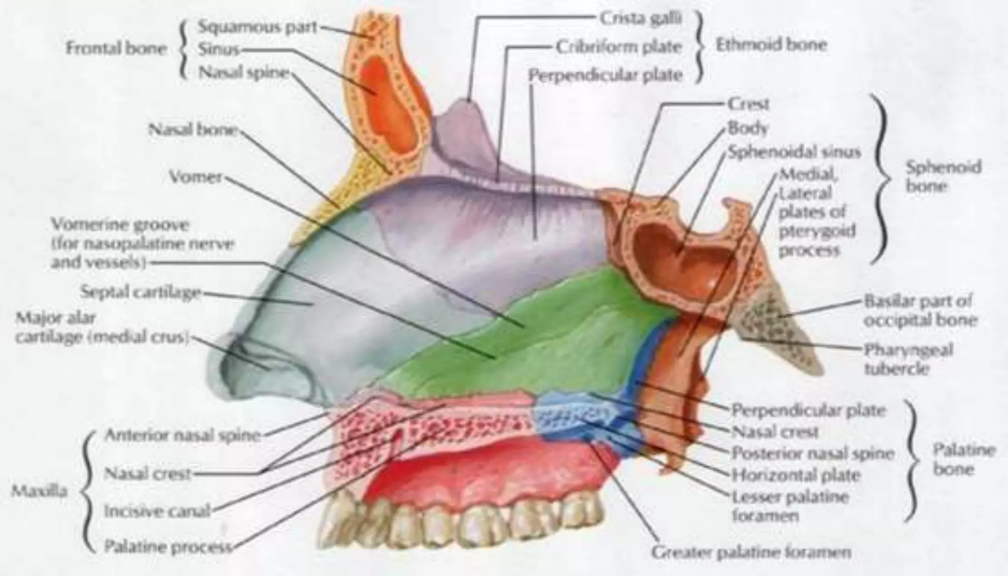 Temporal & Infratemporal Region -I | PPTX