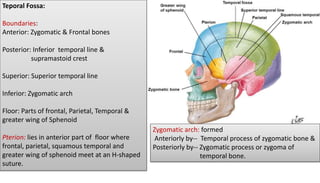 Temporal & Infratemporal Region -I | PPTX