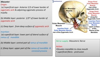 Temporal & Infratemporal Region -I | PPTX