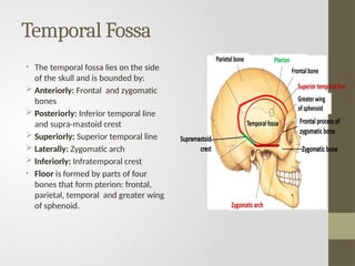 Temporal, infratemporal & pterygoplatine fossae and TMJ.pptx