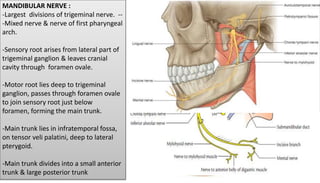 Temporal & infratemporal regions II | PPTX | Ear, Nose and Throat ...