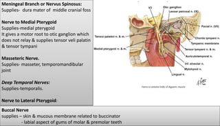 Temporal & infratemporal regions II | PPTX | Ear, Nose and Throat ...