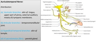 Temporal & infratemporal regions II | PPTX | Ear, Nose and Throat ...