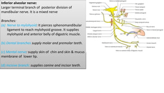 Temporal & infratemporal regions II | PPTX | Ear, Nose and Throat ...