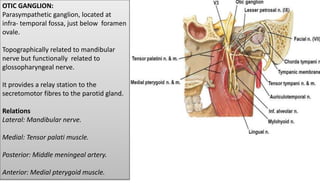 Temporal & infratemporal regions II | PPTX | Ear, Nose and Throat ...