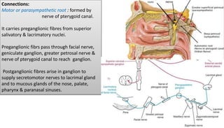 Temporal & infratemporal regions II | PPTX