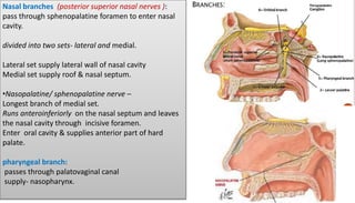 Temporal & infratemporal regions II | PPTX | Ear, Nose and Throat ...