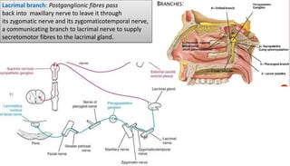 Temporal & infratemporal regions II | PPTX | Ear, Nose and Throat ...