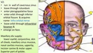 Temporal & infratemporal regions II | PPTX | Ear, Nose and Throat ...