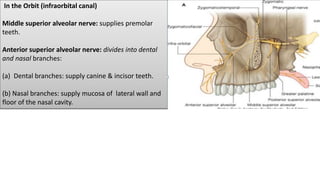 Temporal & infratemporal regions II | PPTX | Ear, Nose and Throat ...