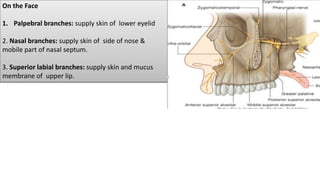 Temporal & infratemporal regions II | PPTX | Ear, Nose and Throat ...