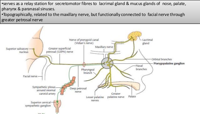 Greater Petrosal Nerve