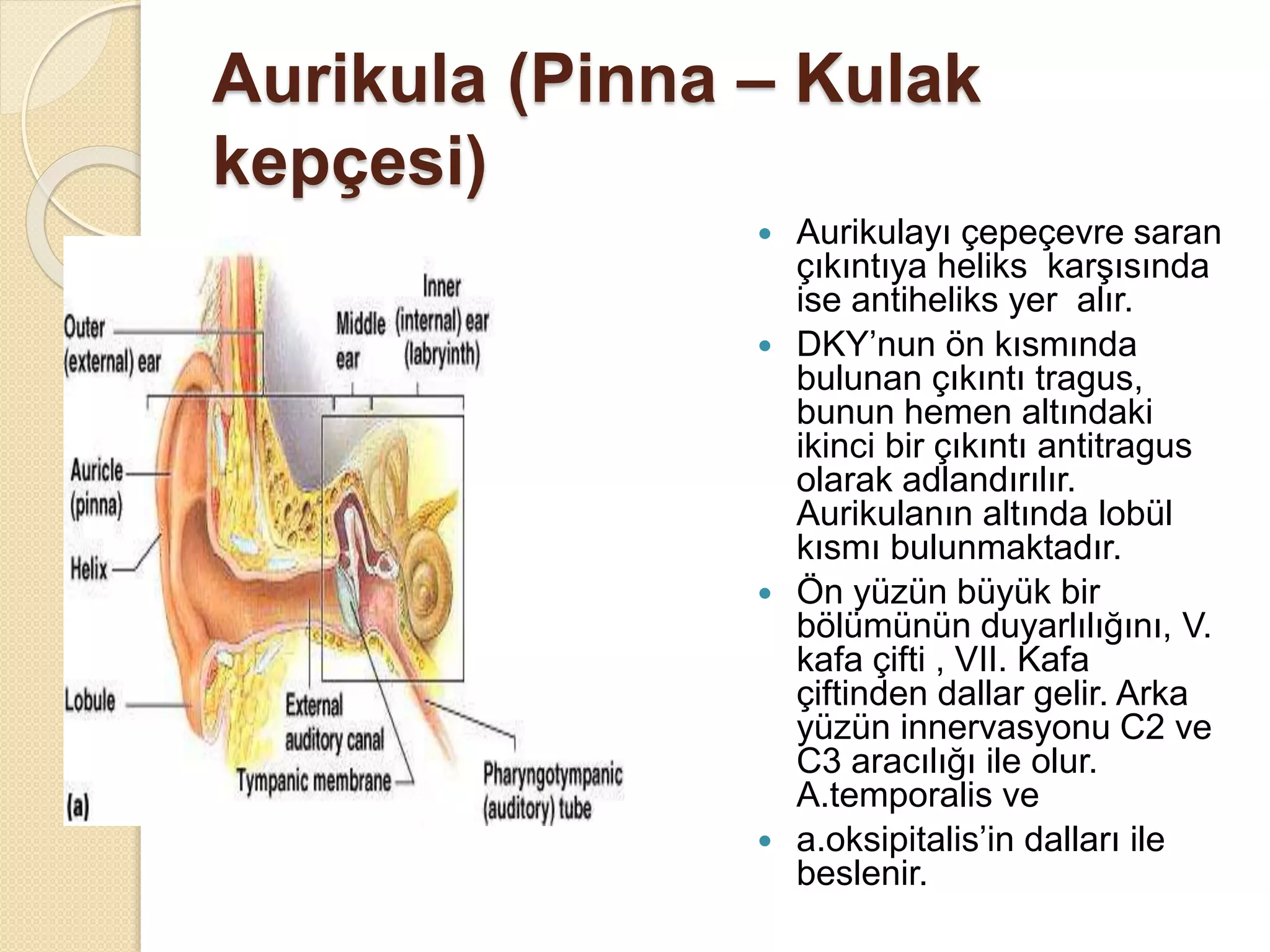 Temporal kemik anatomiisi işitme ve denge fizyolojiisi | PPTX