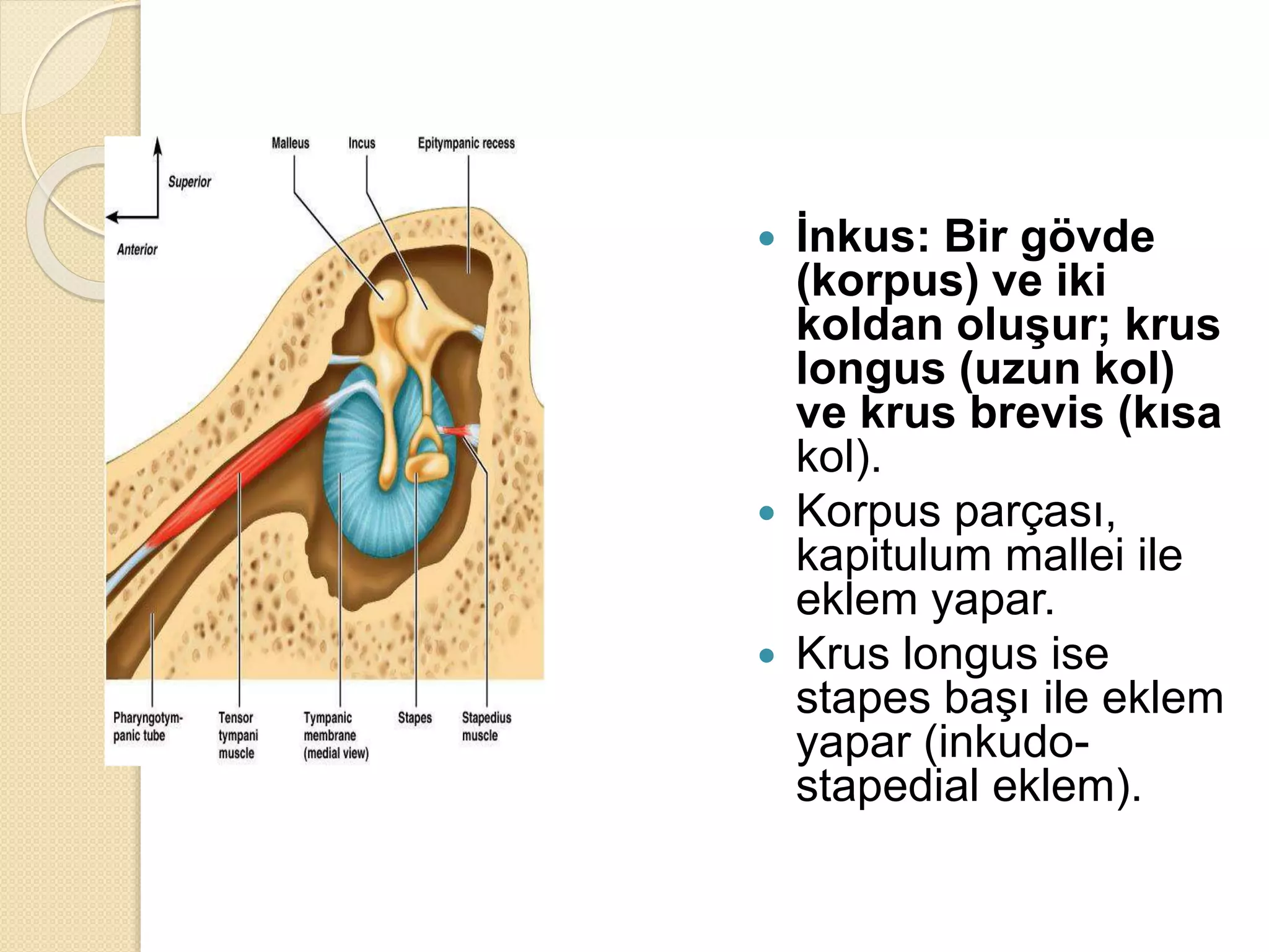 Temporal kemik anatomiisi işitme ve denge fizyolojiisi | PPTX