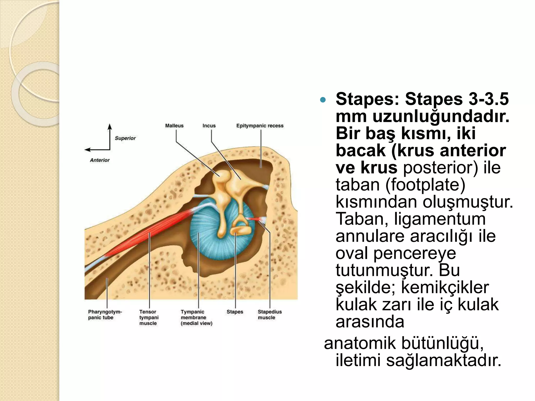 Temporal kemik anatomiisi işitme ve denge fizyolojiisi | PPTX