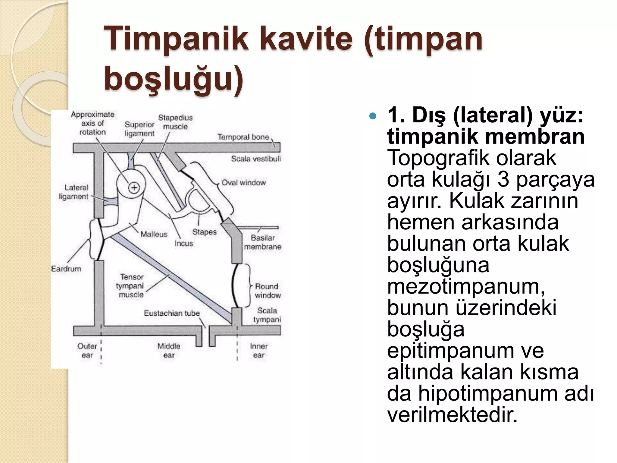 Temporal kemik anatomiisi işitme ve denge fizyolojiisi | PPTX