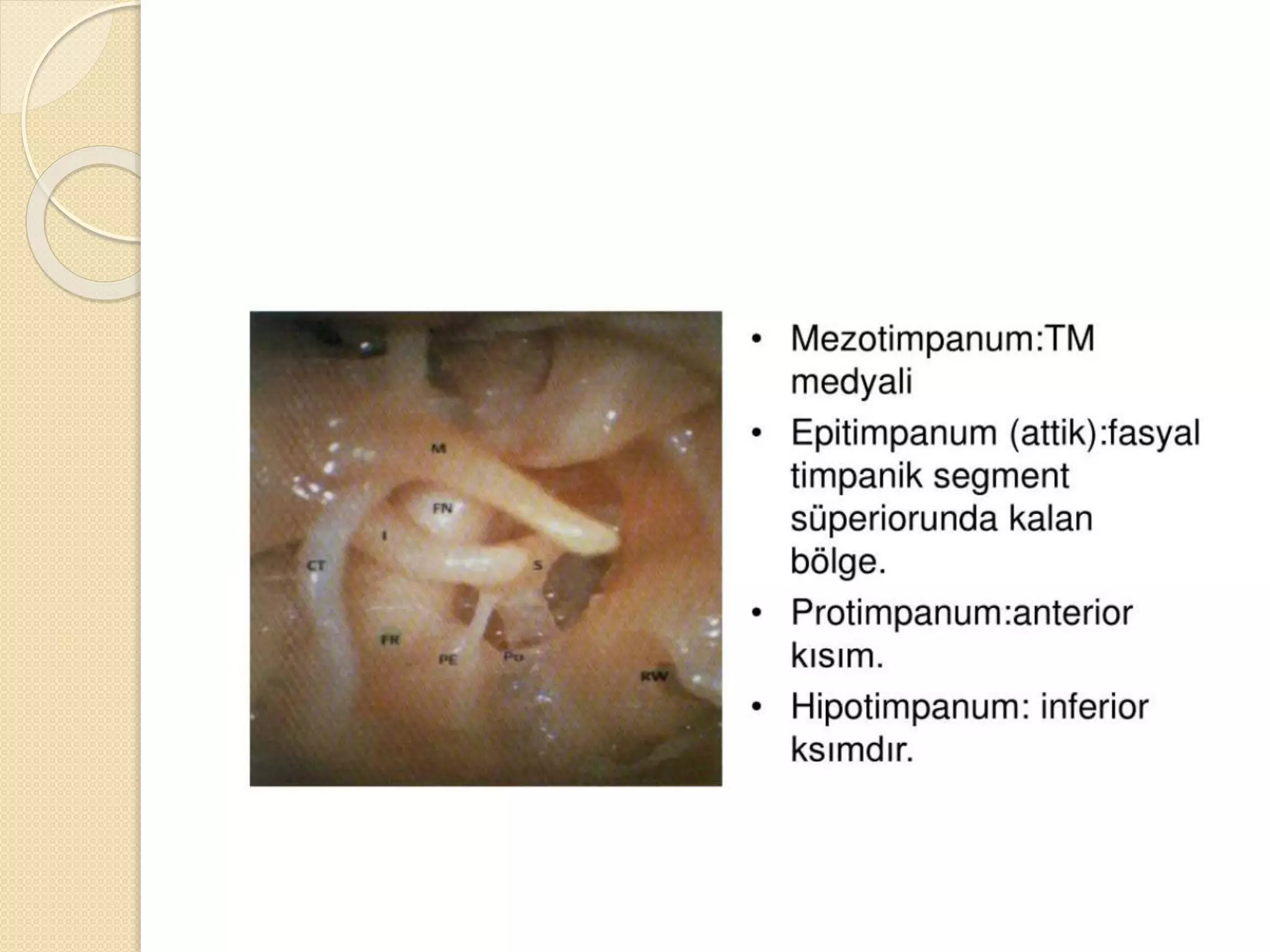 Temporal kemik anatomiisi işitme ve denge fizyolojiisi | PPTX
