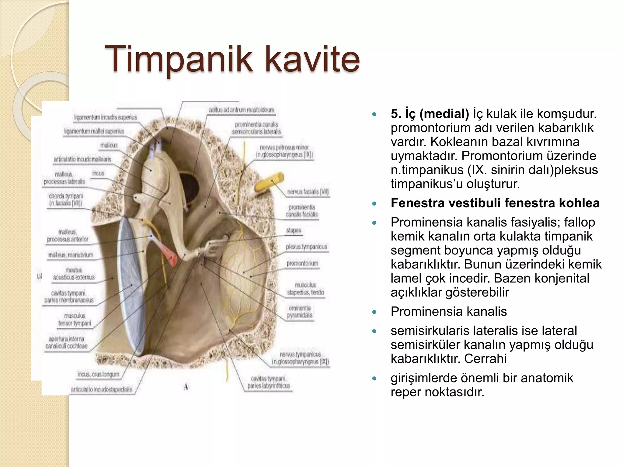 Temporal kemik anatomiisi işitme ve denge fizyolojiisi | PPTX