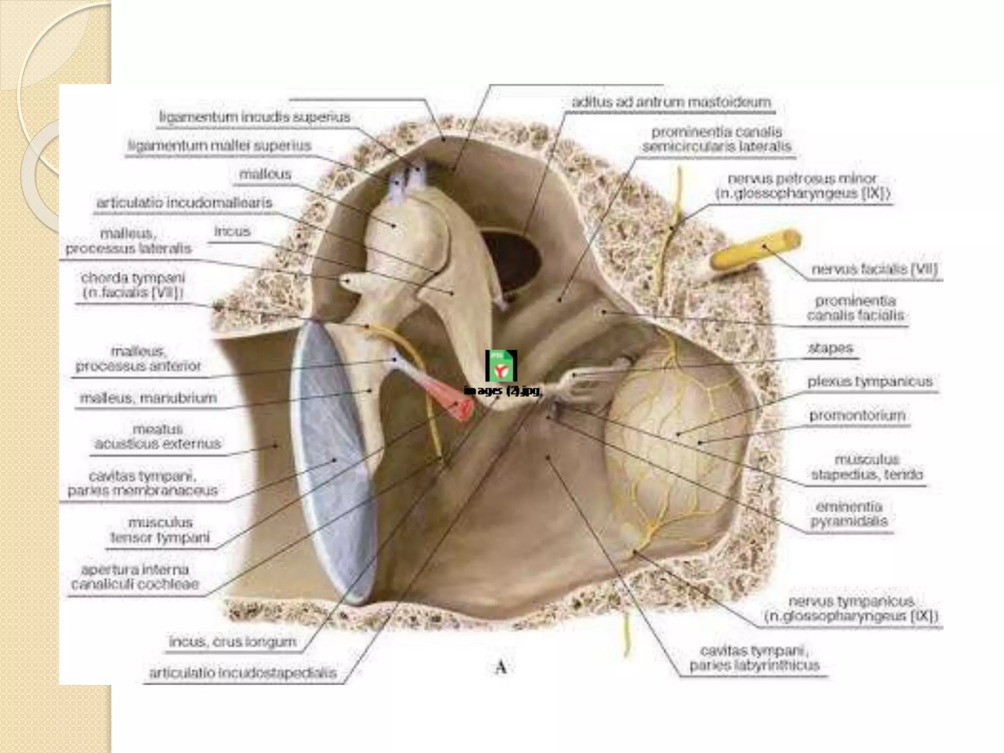 Temporal kemik anatomiisi işitme ve denge fizyolojiisi | PPTX