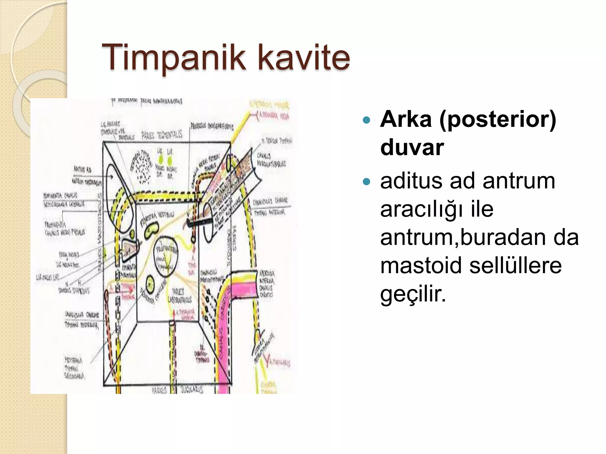 Temporal kemik anatomiisi işitme ve denge fizyolojiisi | PPTX