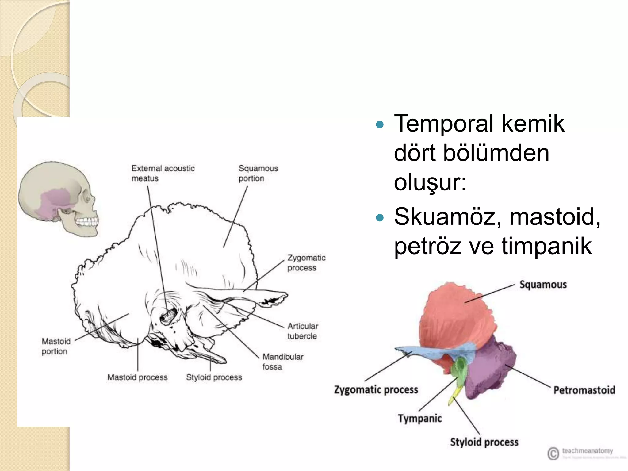 Temporal kemik anatomiisi işitme ve denge fizyolojiisi | PPTX