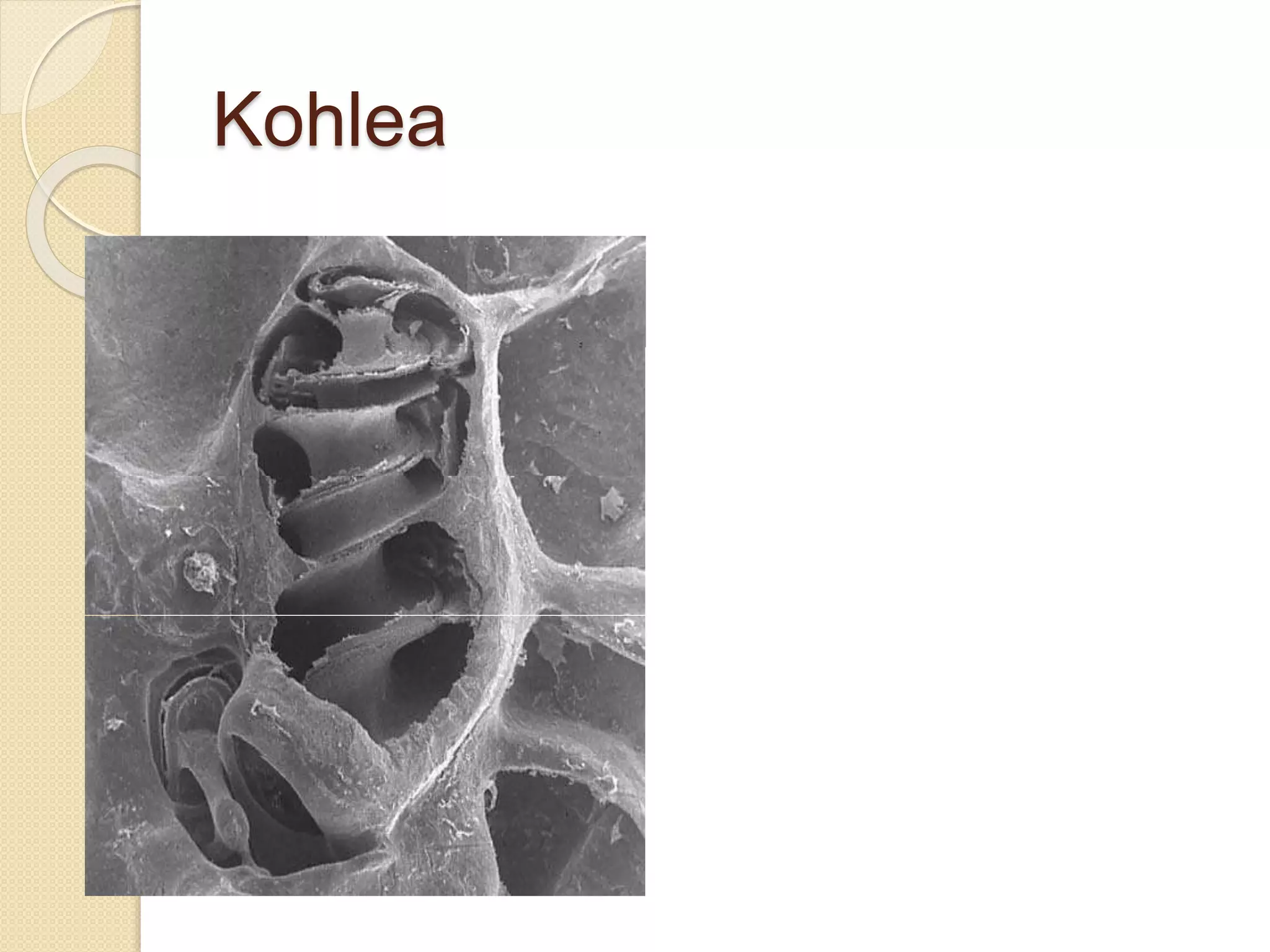 Temporal kemik anatomiisi işitme ve denge fizyolojiisi | PPTX