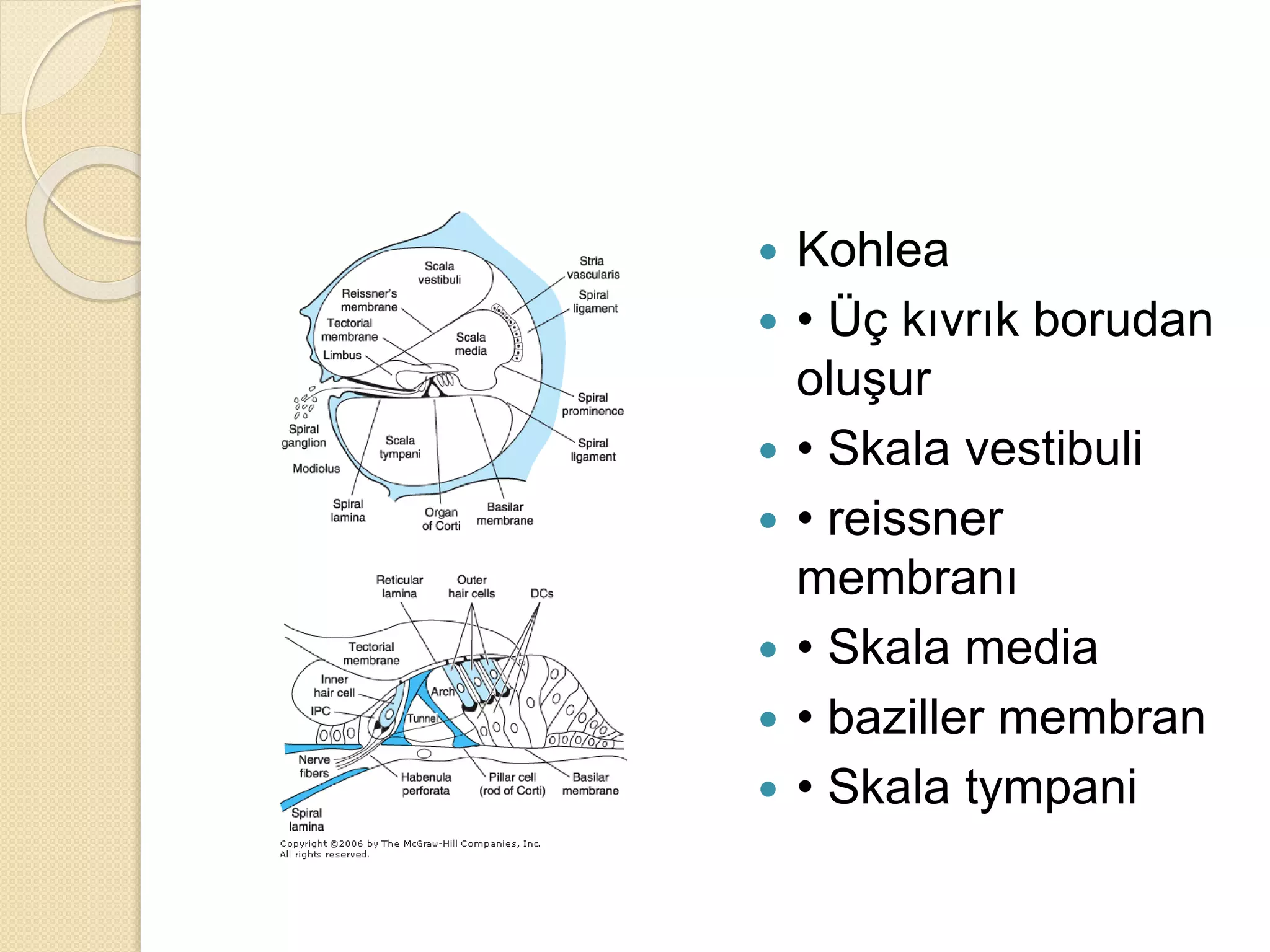 Temporal kemik anatomiisi işitme ve denge fizyolojiisi | PPTX