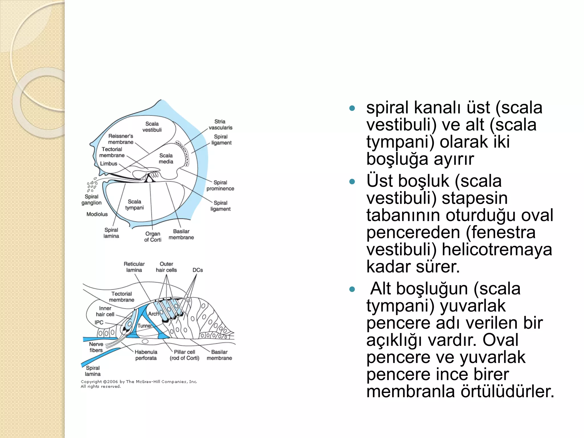 Temporal kemik anatomiisi işitme ve denge fizyolojiisi | PPTX