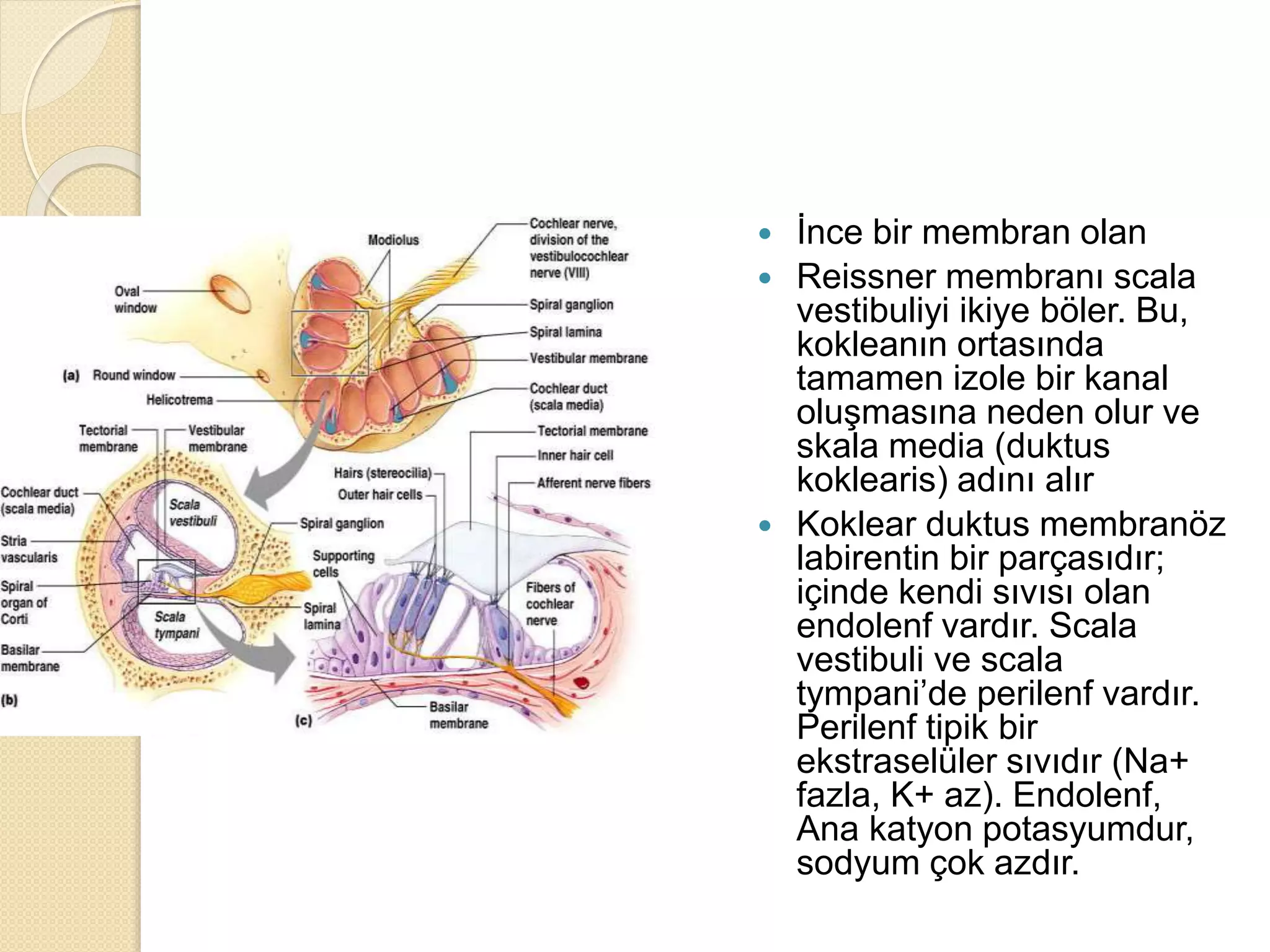 Temporal kemik anatomiisi işitme ve denge fizyolojiisi | PPTX