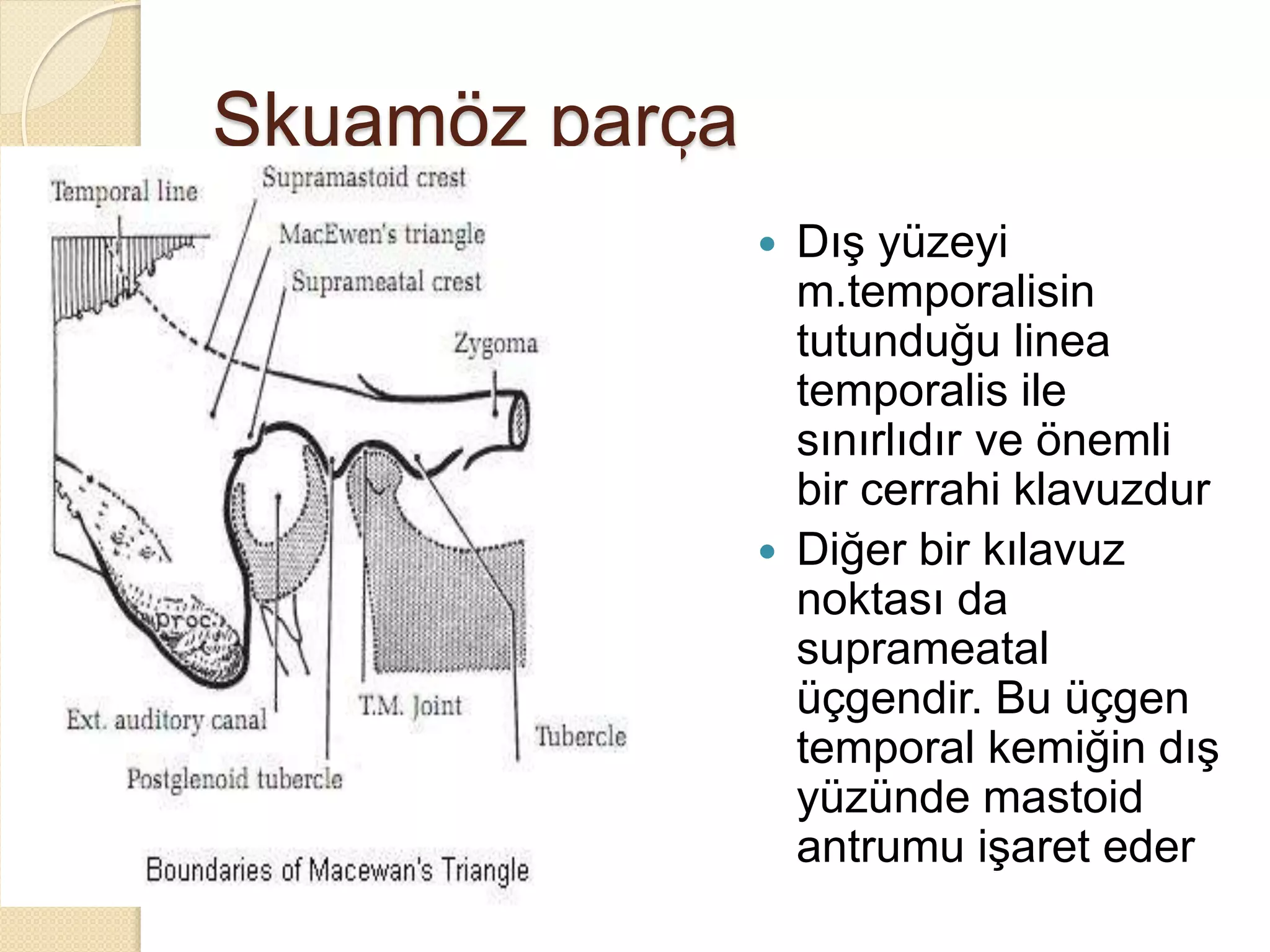 Temporal kemik anatomiisi işitme ve denge fizyolojiisi | PPTX