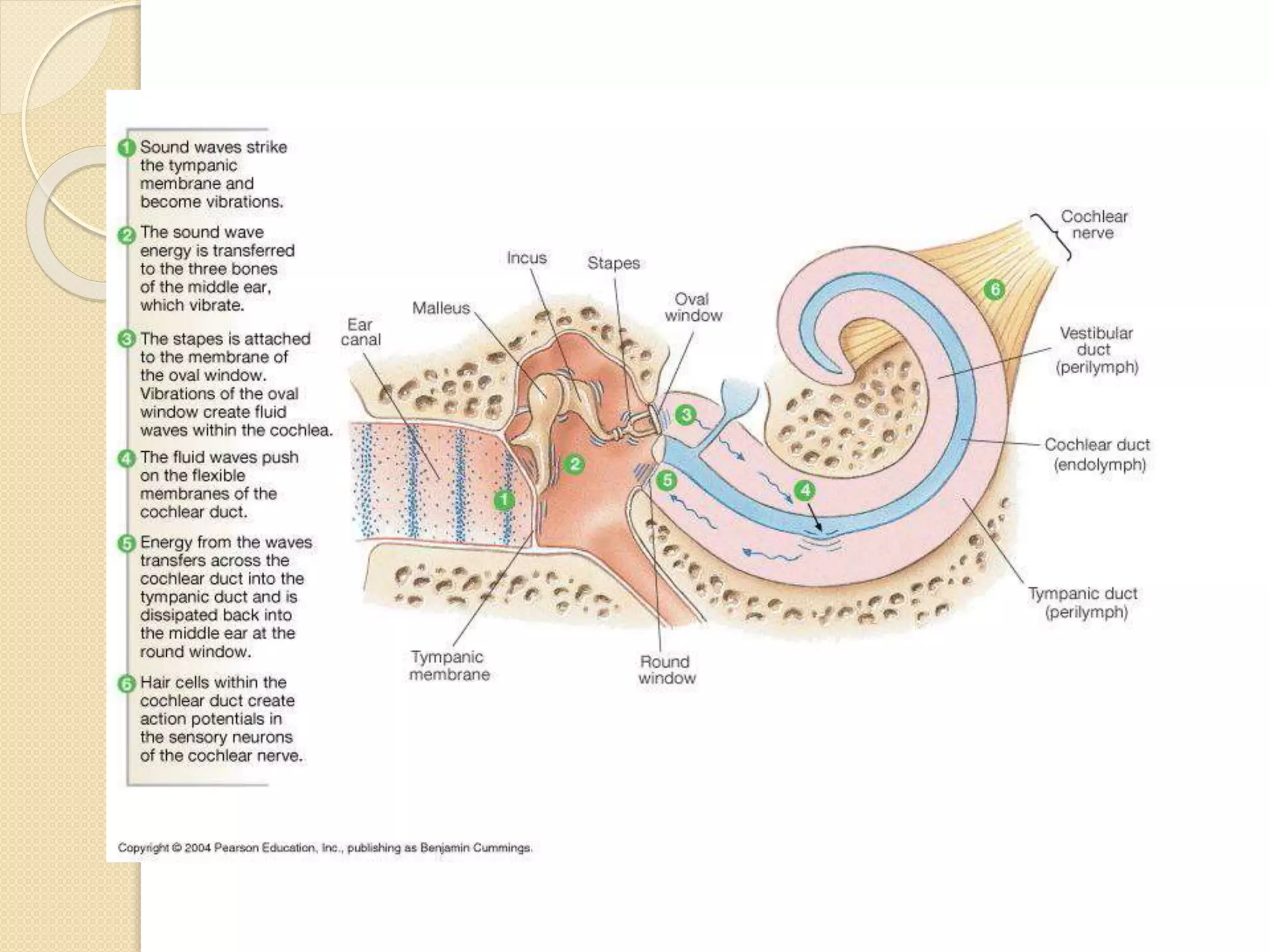 Temporal kemik anatomiisi işitme ve denge fizyolojiisi | PPTX