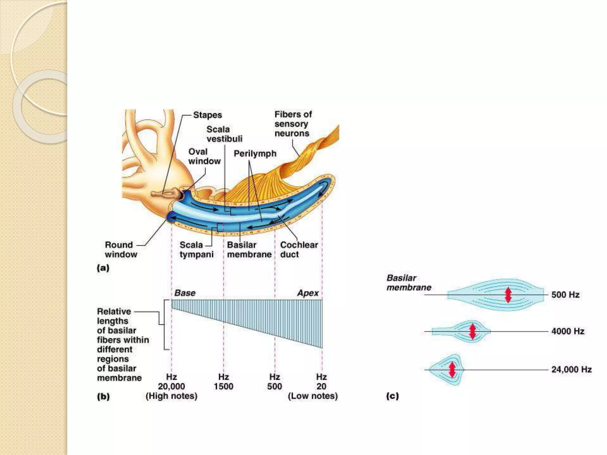 Temporal kemik anatomiisi işitme ve denge fizyolojiisi | PPTX
