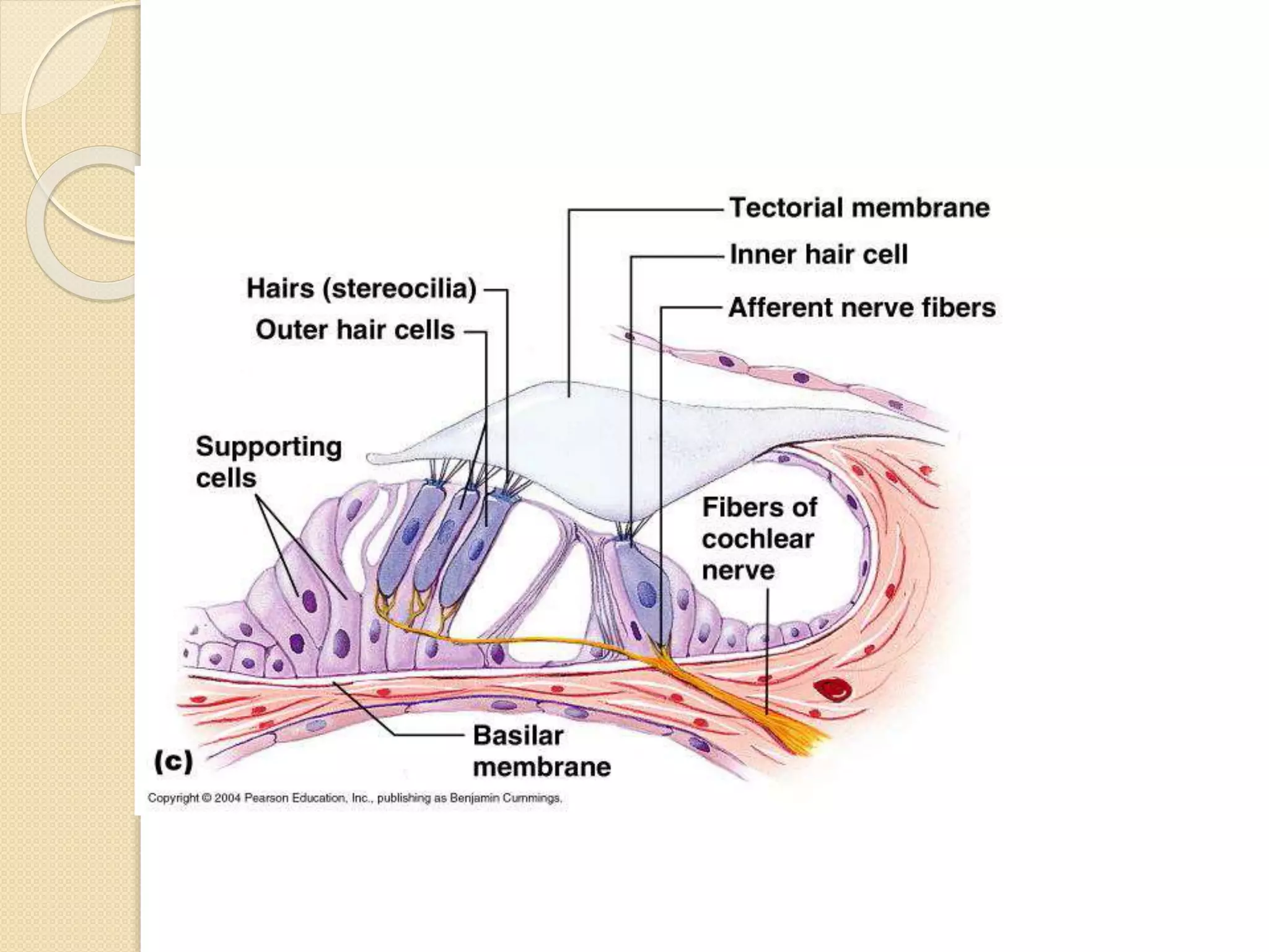 Temporal kemik anatomiisi işitme ve denge fizyolojiisi | PPTX