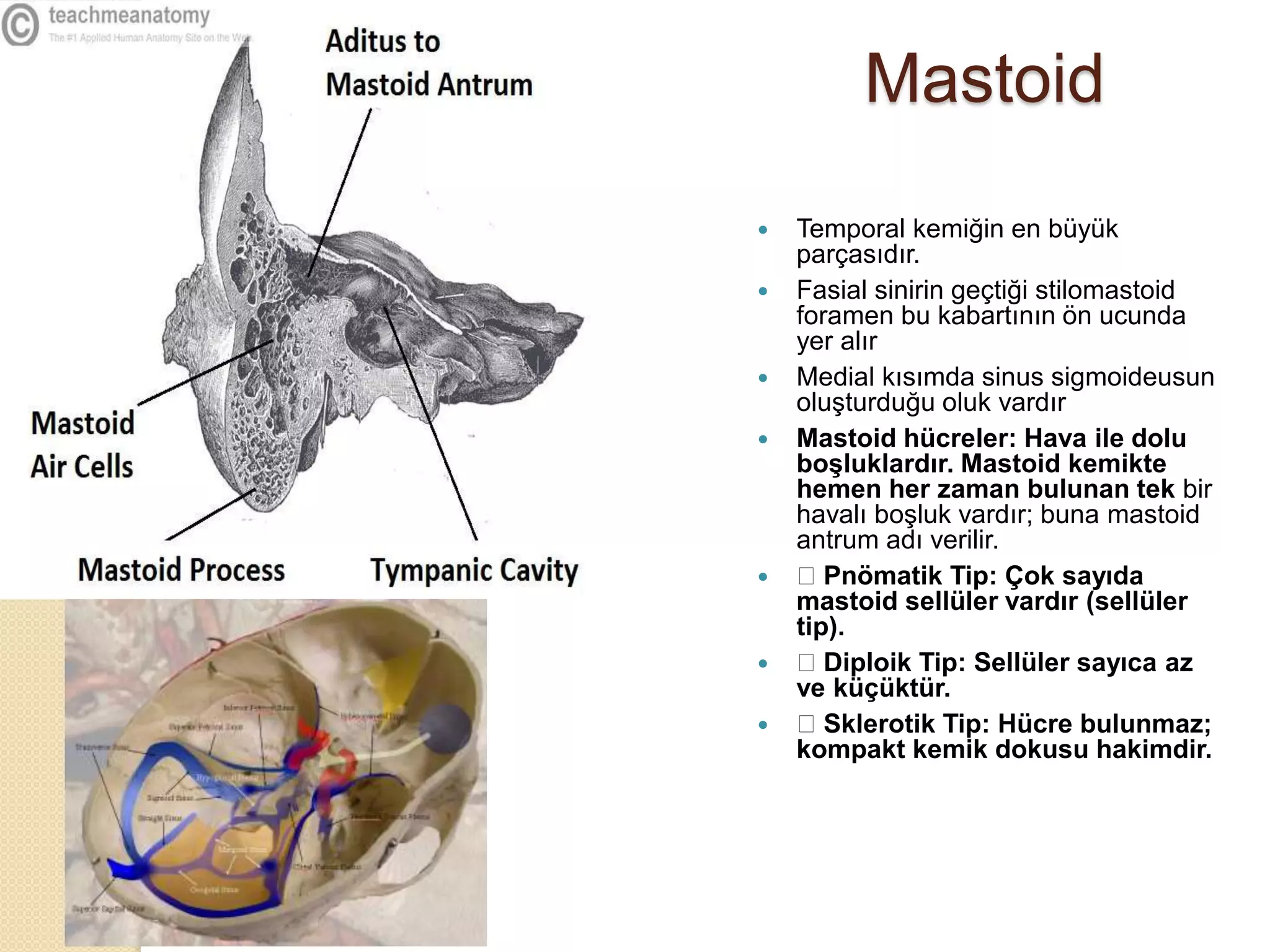 Temporal kemik anatomiisi işitme ve denge fizyolojiisi | PPTX