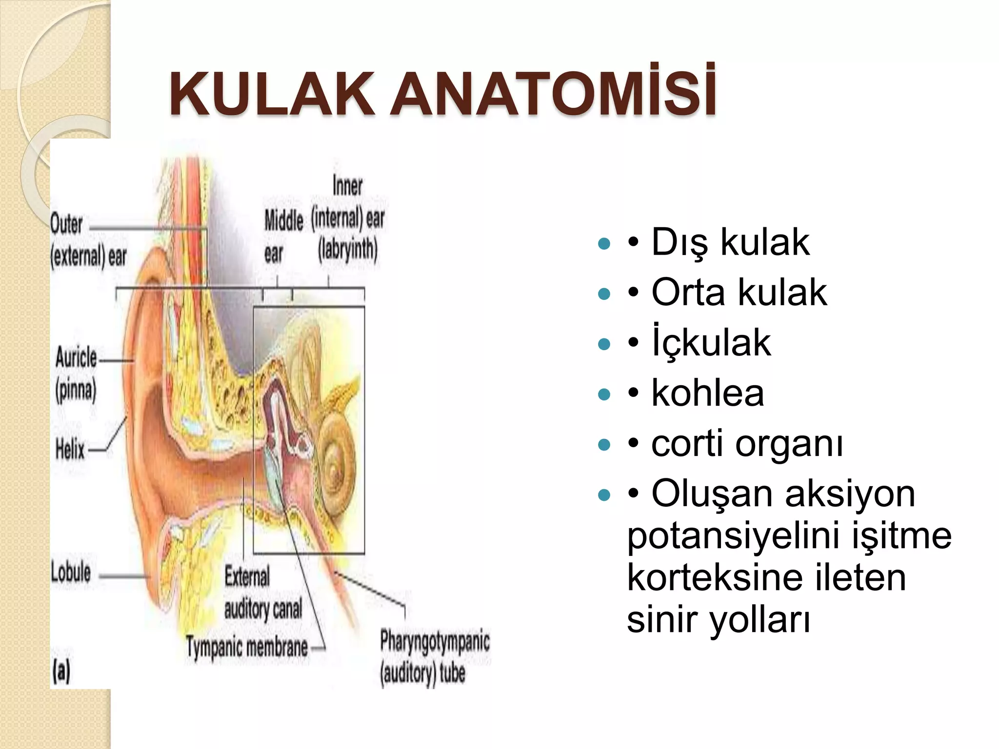Temporal kemik anatomiisi işitme ve denge fizyolojiisi | PPTX