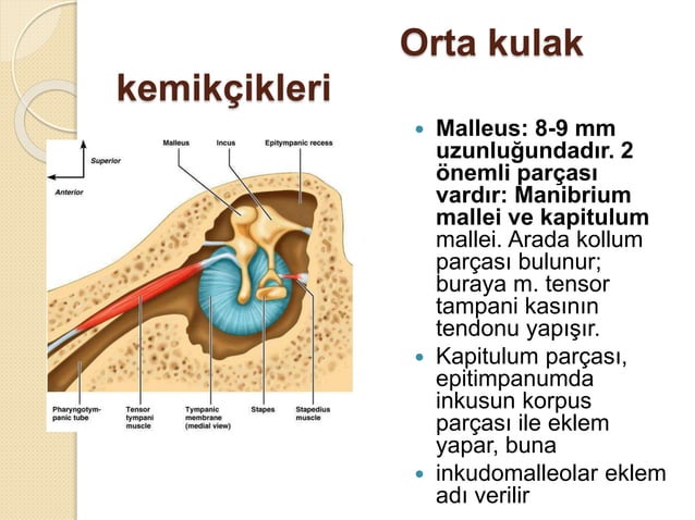 Temporal kemik anatomiisi işitme ve denge fizyolojiisi | PPTX