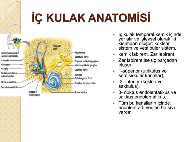 Temporal kemik anatomiisi işitme ve denge fizyolojiisi | PPTX