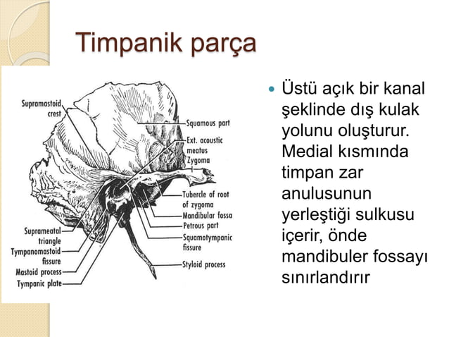 Temporal kemik anatomiisi işitme ve denge fizyolojiisi | PPTX