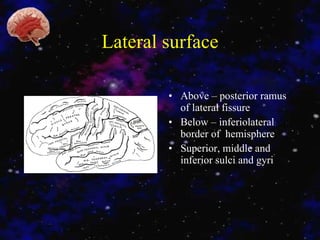 Temporal lobe | PPT