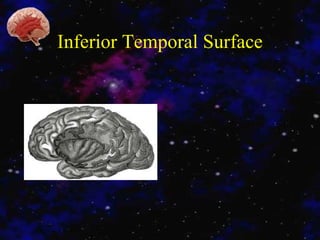 Temporal lobe | PPT