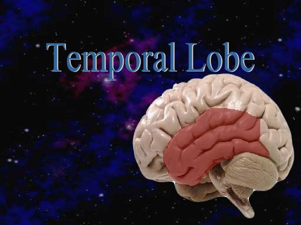 Temporal lobe