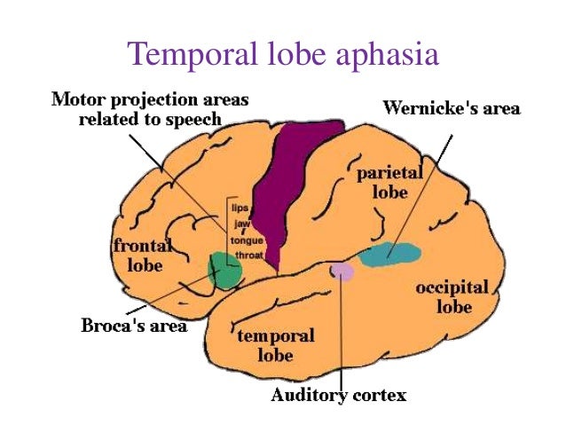 Temporal lobe