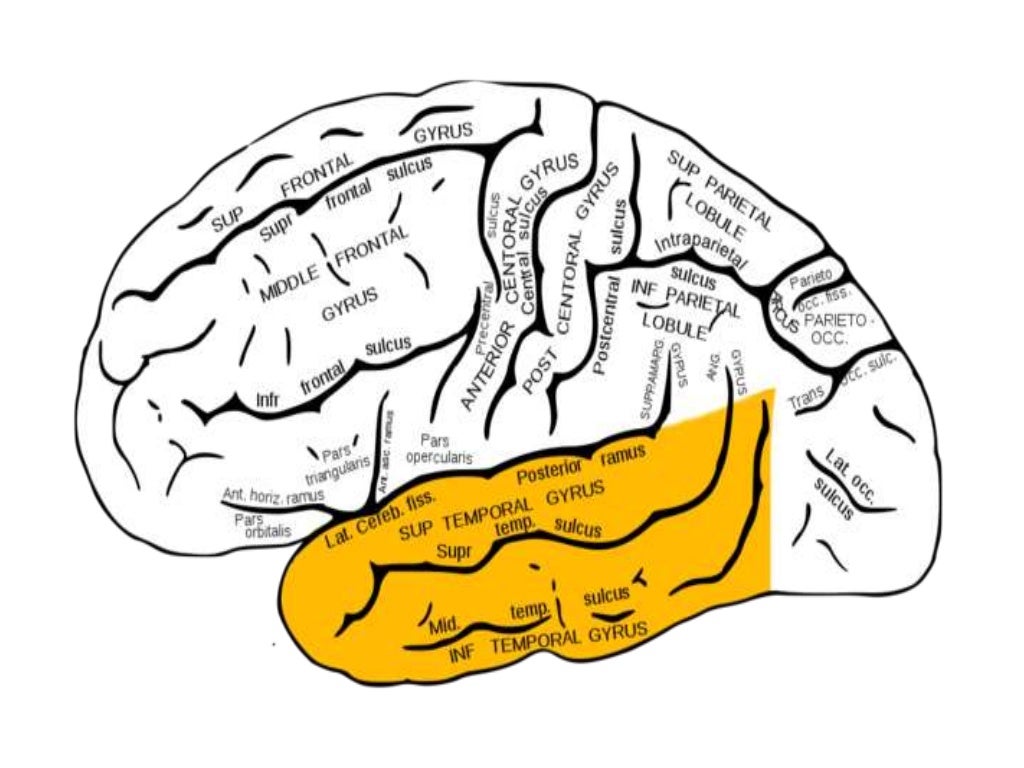 Temporal lobe
