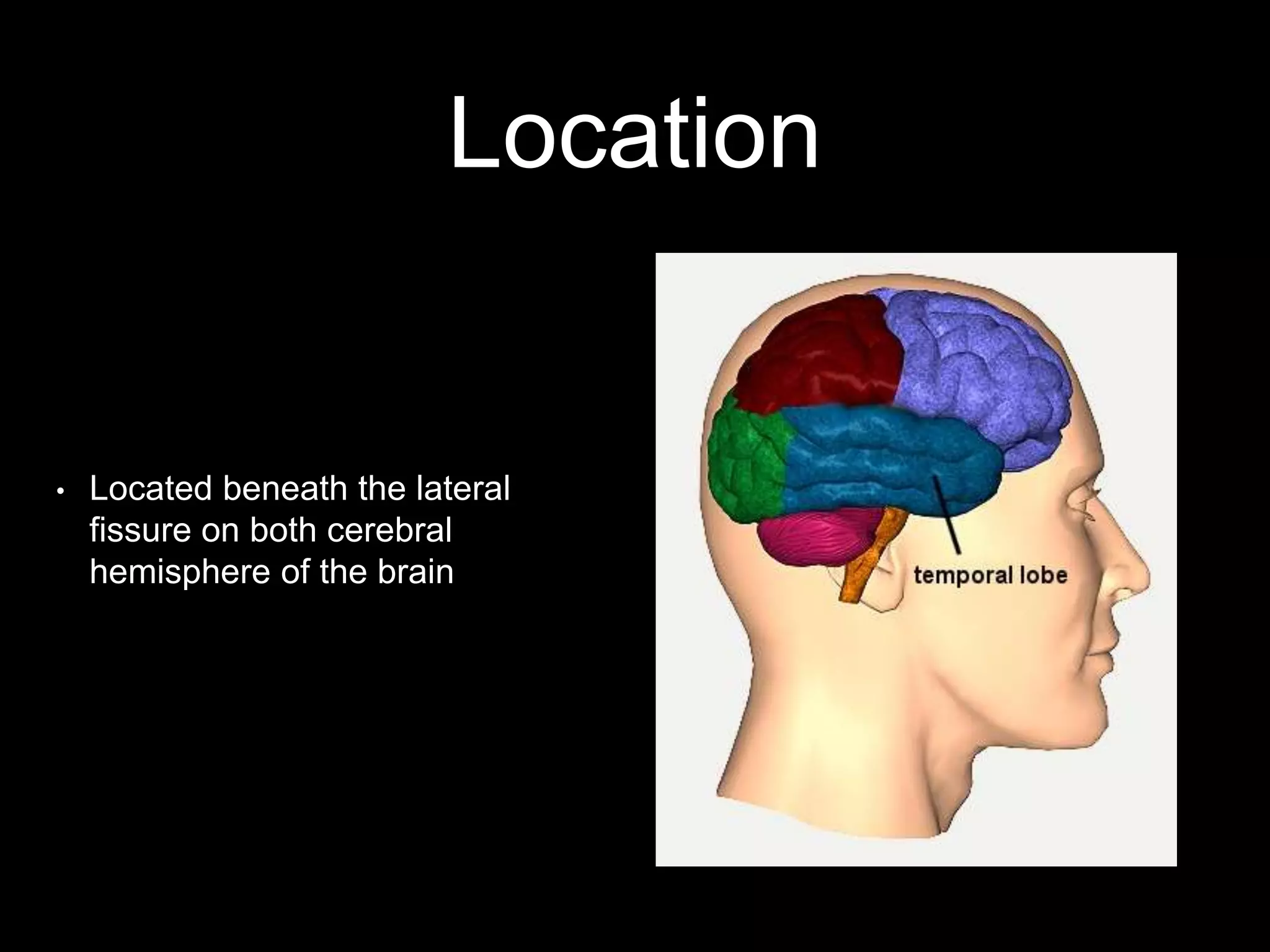 temporal_lobe.pptx
